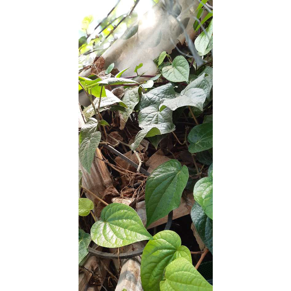 IKMO/BUYO FRESH LEAVES and PANTANIM | Shopee Philippines