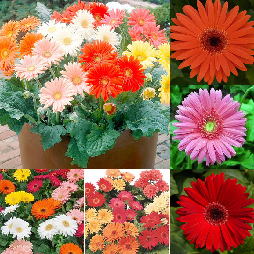 Daisy pyrethrum, Painted Daisy Robinson's Giants Mixture Seeds (100pcs ...