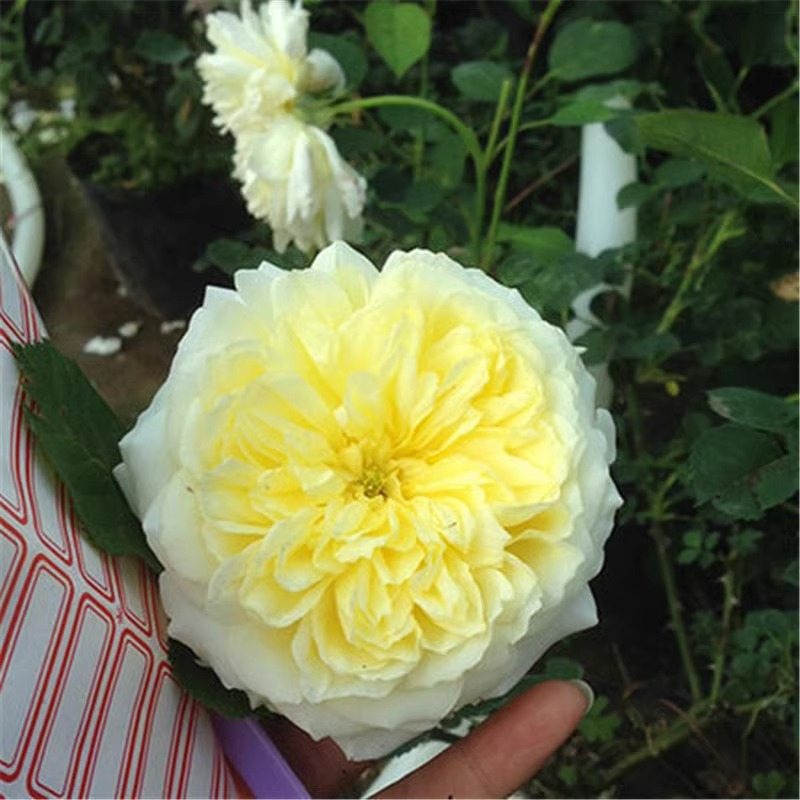 Austin vine rose flower seedling rose sky road pilgrim climbing vine ...