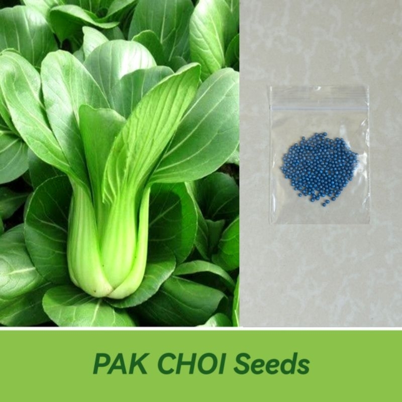 PAK CHOI Seeds (Choy F1) | Shopee Philippines