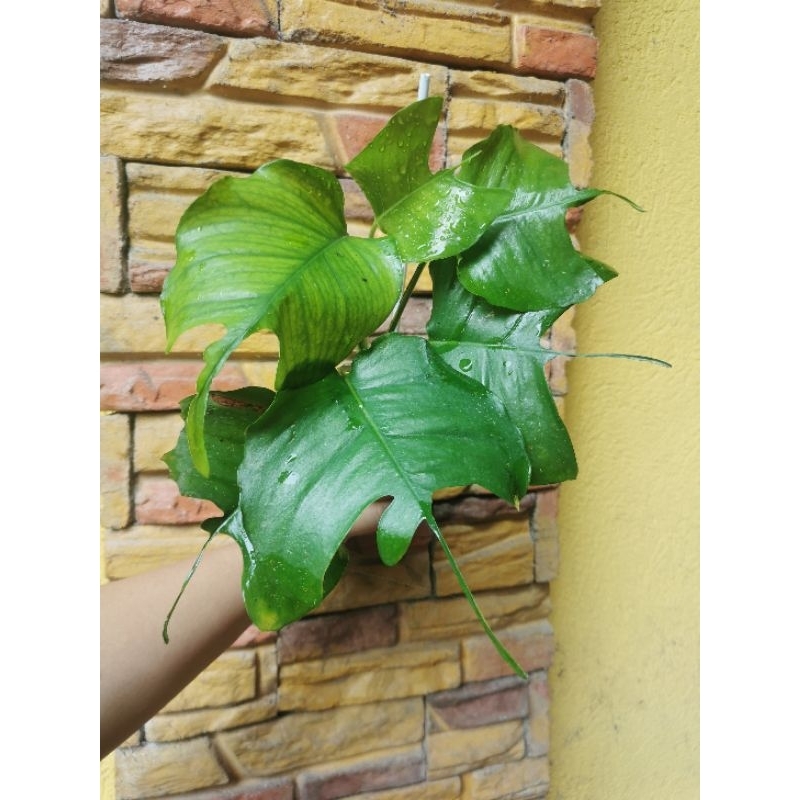 Monstera Skeleton Key | Shopee Philippines