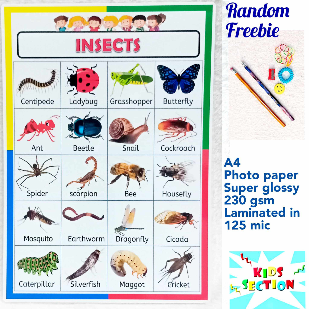 Laminated Educational Chart - Insects | Shopee Philippines
