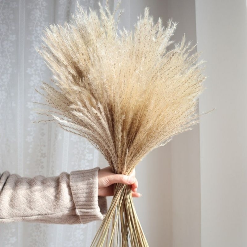 Dried Reed Fluffy (12 stems) Pampas Real Flower Gift Wedding Party Home ...