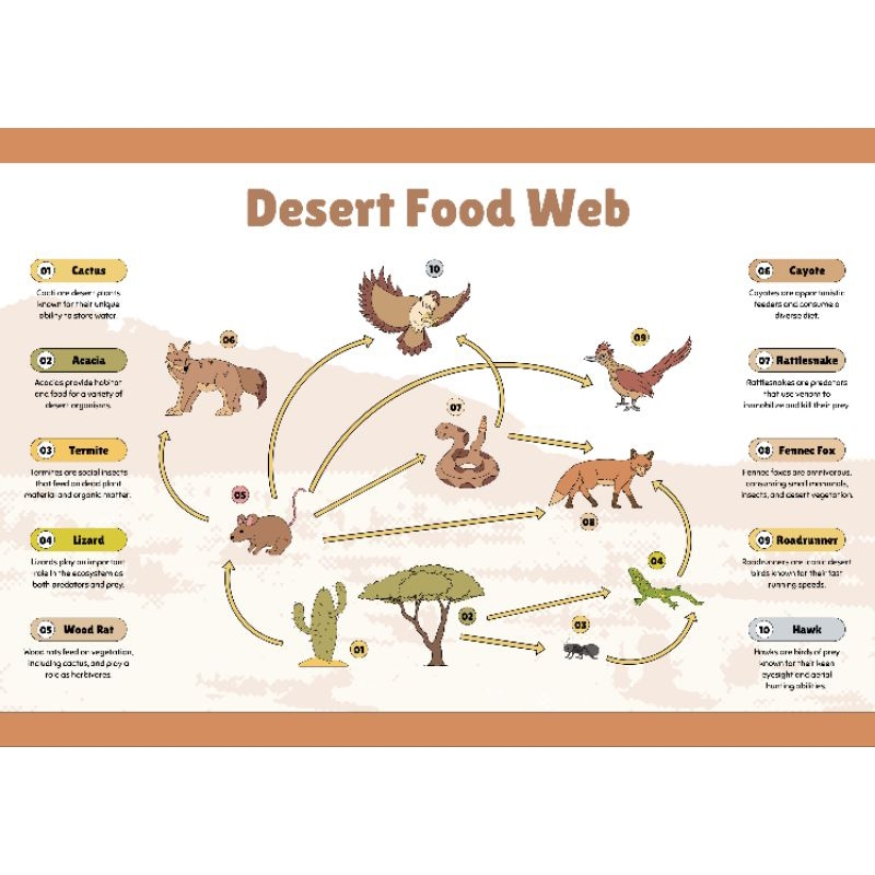 Laminated Educational Chart (Animal's food web, classification, organs ...