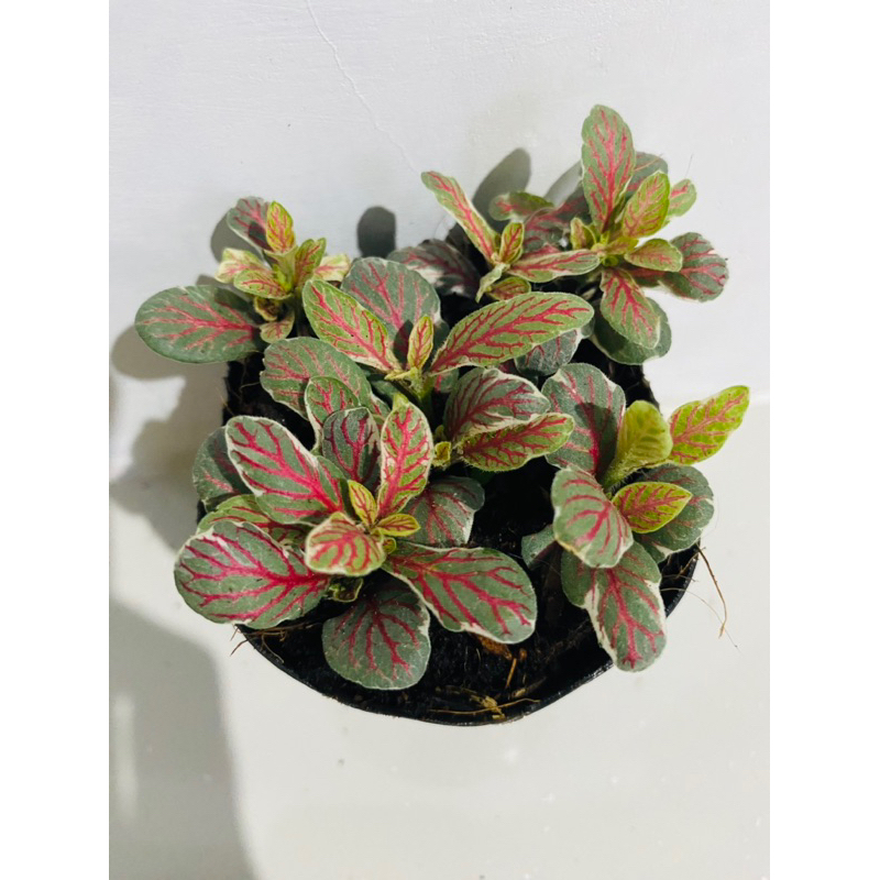 Fittonia Grey Sensation (ESTABLISHED) | Shopee Philippines