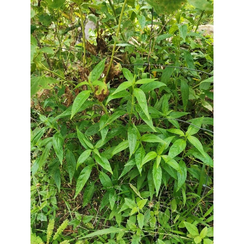 ORGANIC SERPENTINA FRESH LEAVES with STEM and ROOTS 5pcs for 30pesos ...