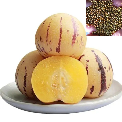 (10seeds-sd127）Pepino Melon, Solanum muricatum Aiton seeds | Shopee ...