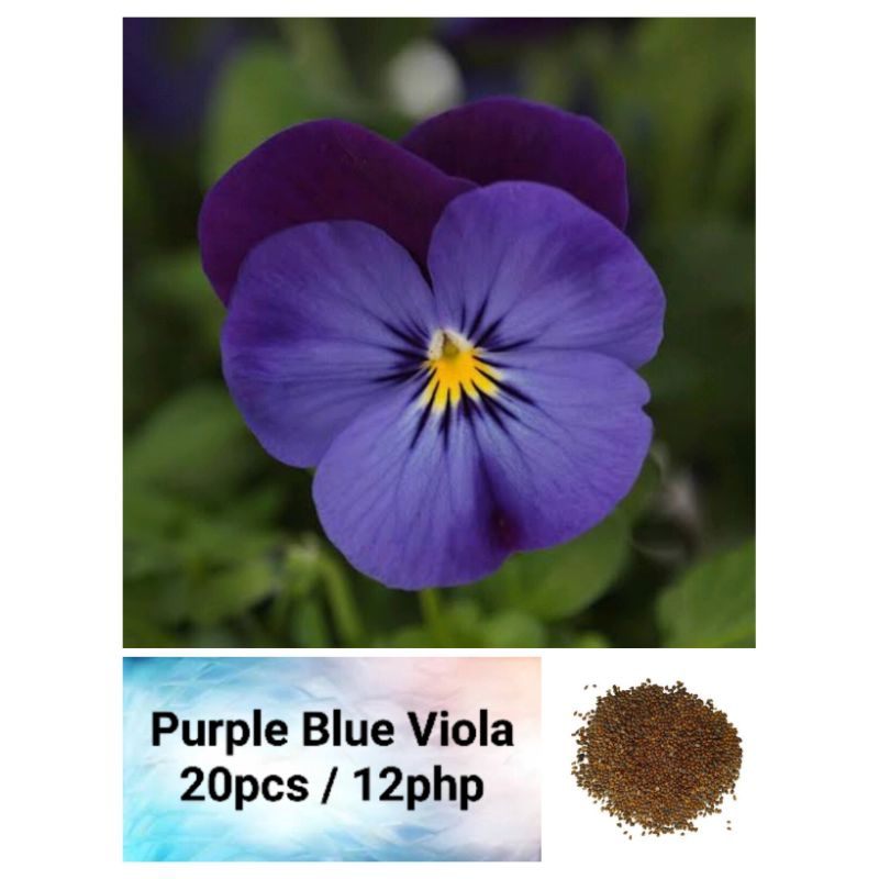Purple Blue Viola Seeds (20pcs) | Shopee Philippines