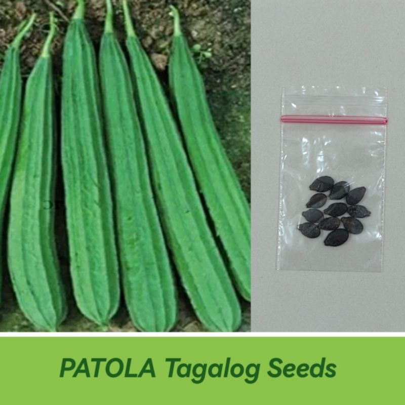 PATOLA Tagalog Seeds (Datu Hava) | Shopee Philippines
