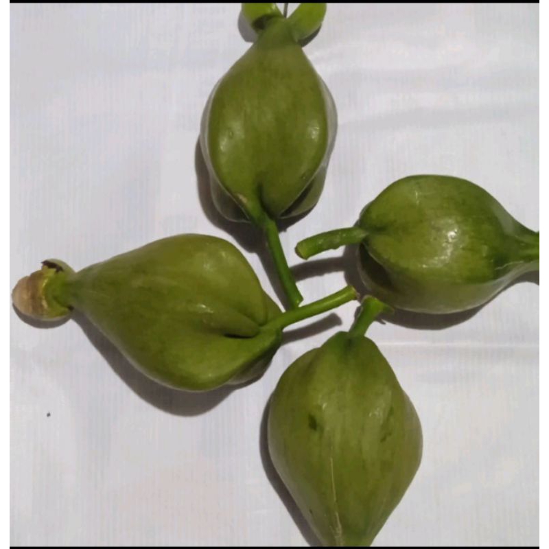 Bitoon fruit fresh gamot sa bukol, goiter, cyst at iba pa (4 kgs ...