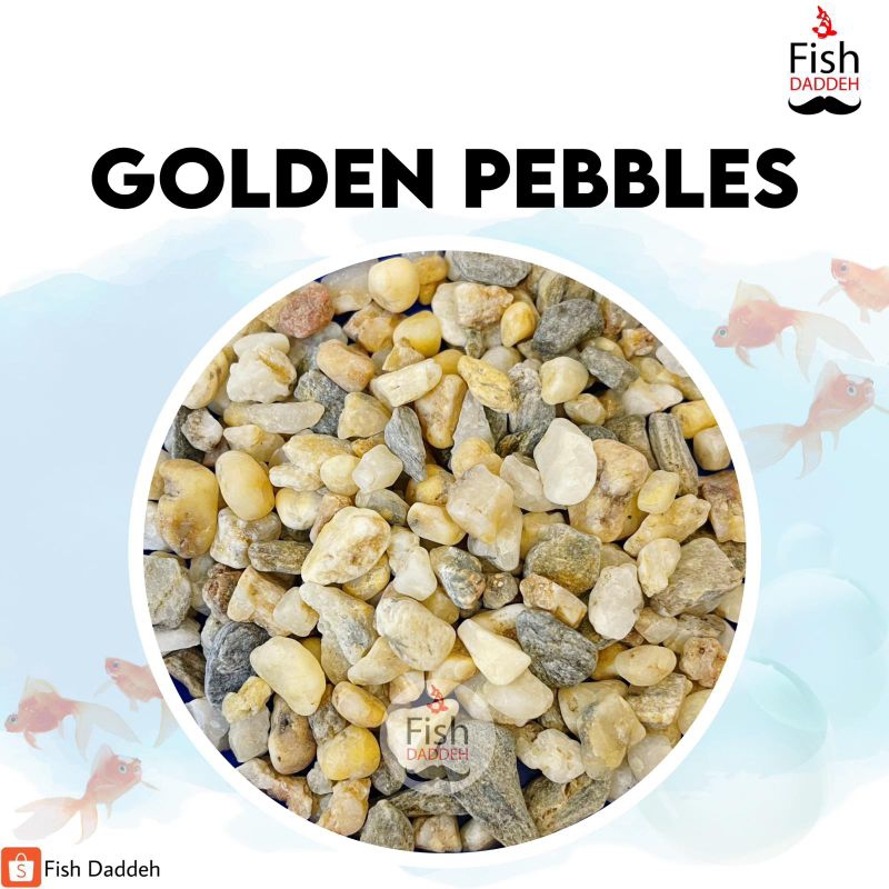 Aquarium Golden Pebbles 1kg | Shopee Philippines