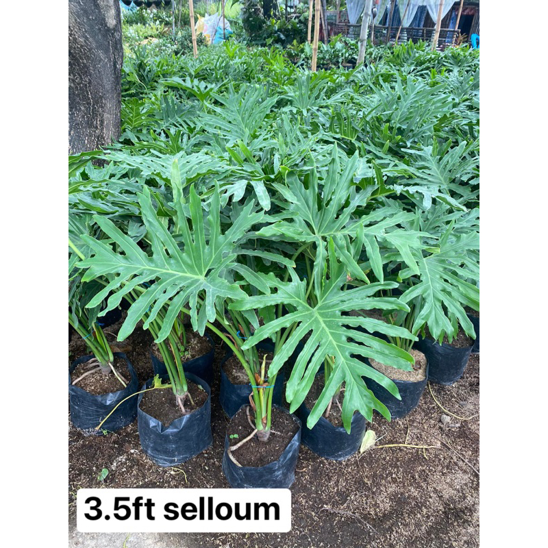 Selloum sahod yaman philodendron | Shopee Philippines