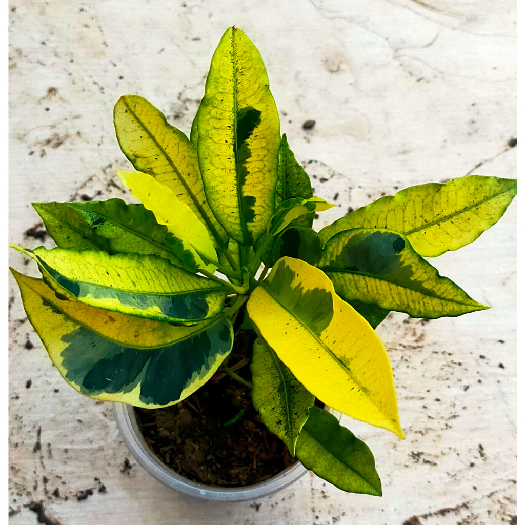 Andrew Croton Live Plant and established | Shopee Philippines