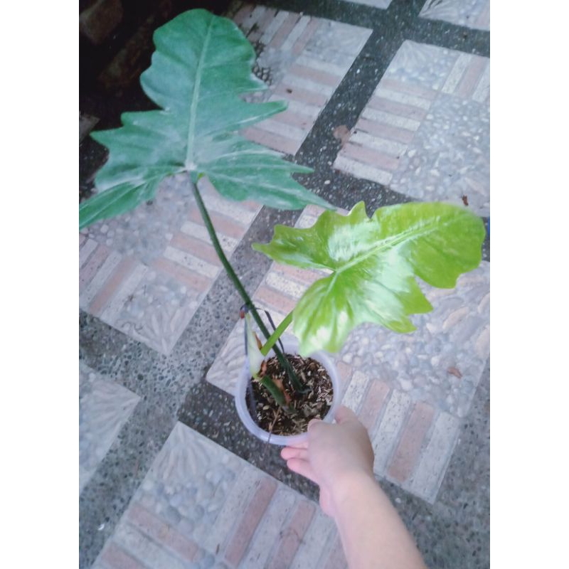 philodendron fiddle lime variegated | Shopee Philippines