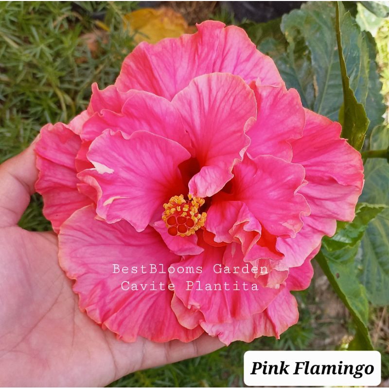 Gumamela / Hibiscus Well Rooted Shipped With Soil | Shopee Philippines