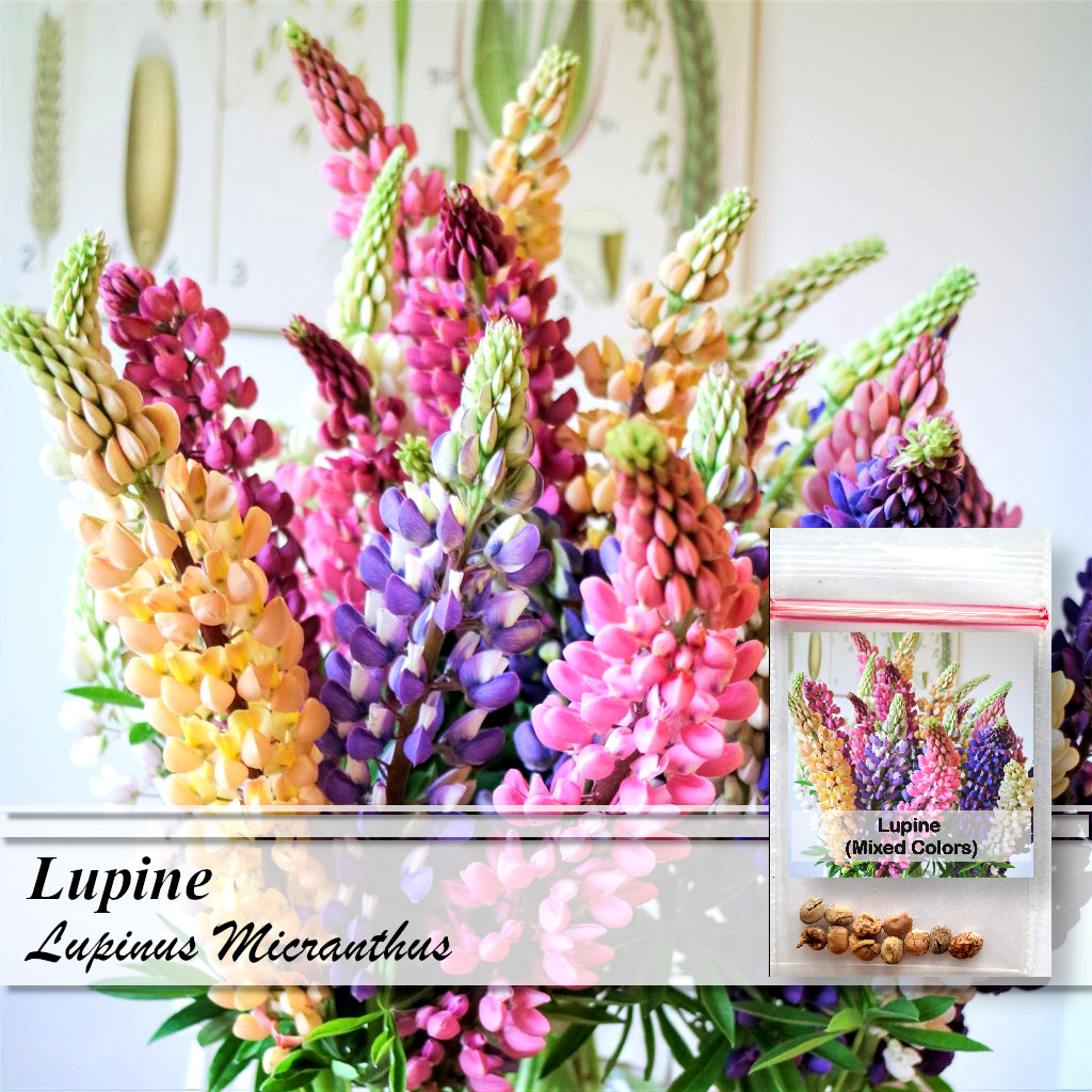 Lupine Lupinus Micranthus 10 Seeds Mixed Color Flower | Shopee Philippines