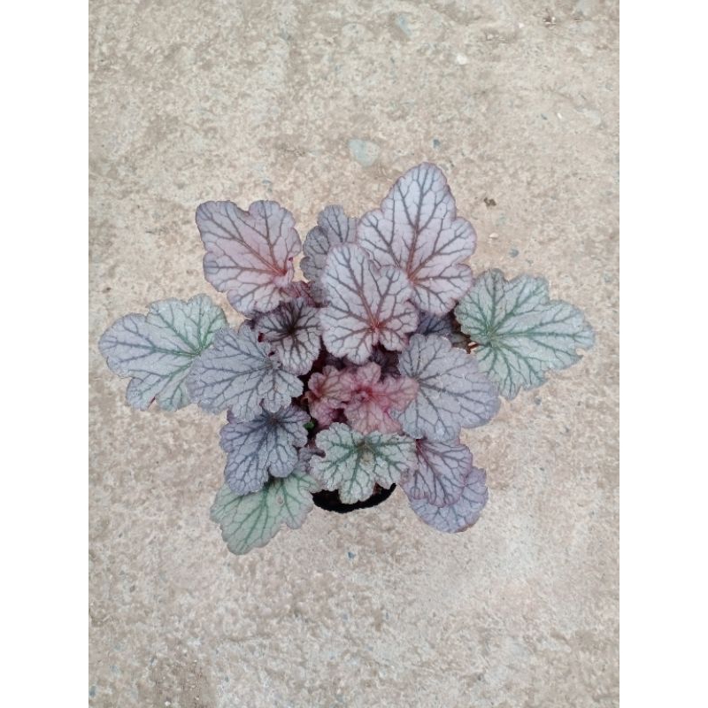 Begonia Heuchera Parviflora (Alumroot)(for garden decor & display ...