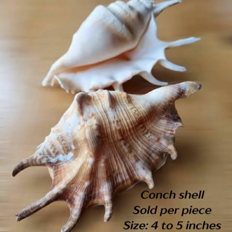 Conch Shell. Real Conch Shell sold per 1 piece.(Spider Conch Shell ...