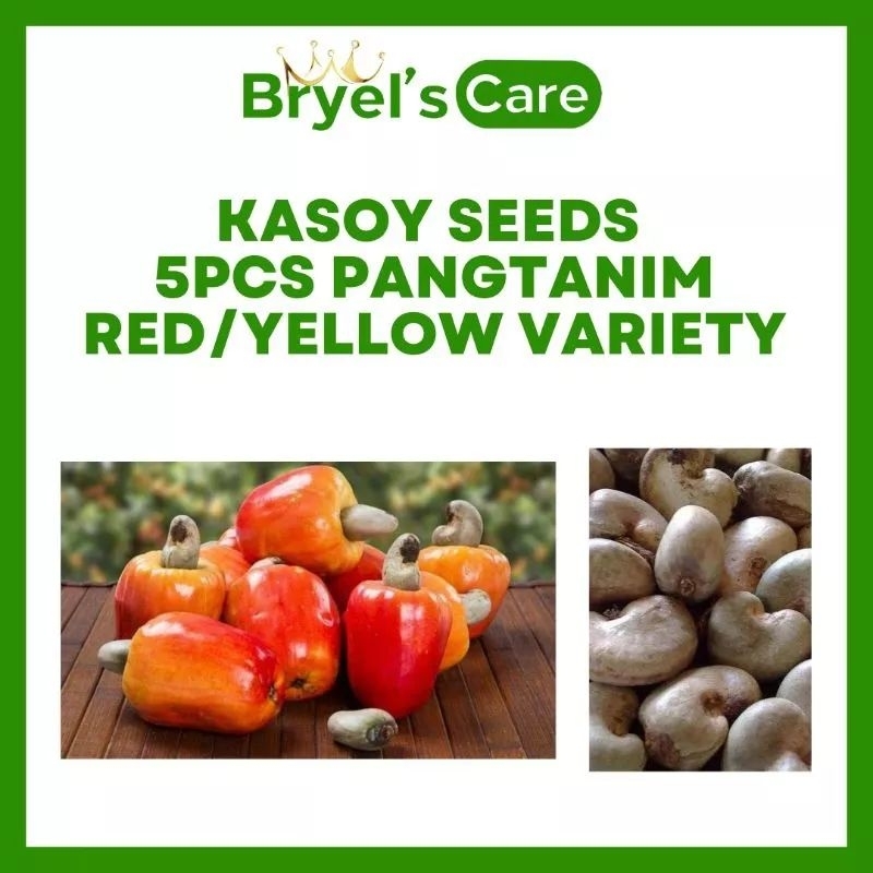 Buto ng Kasoy Pantanim/Cashew Seeds Yellow/Red Kasoy | Shopee Philippines