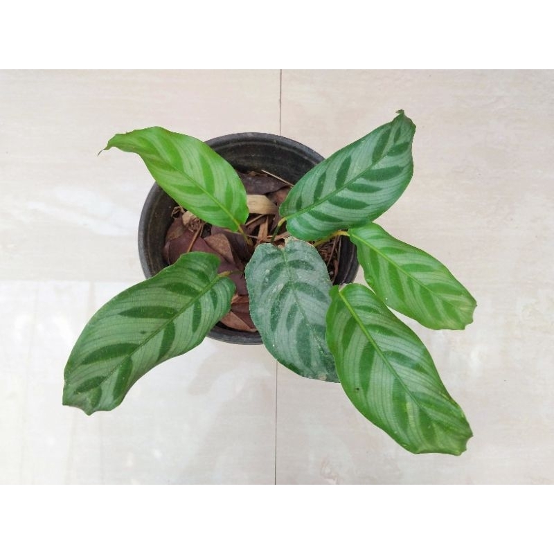 Calathea Bella / Bella calathea | Shopee Philippines