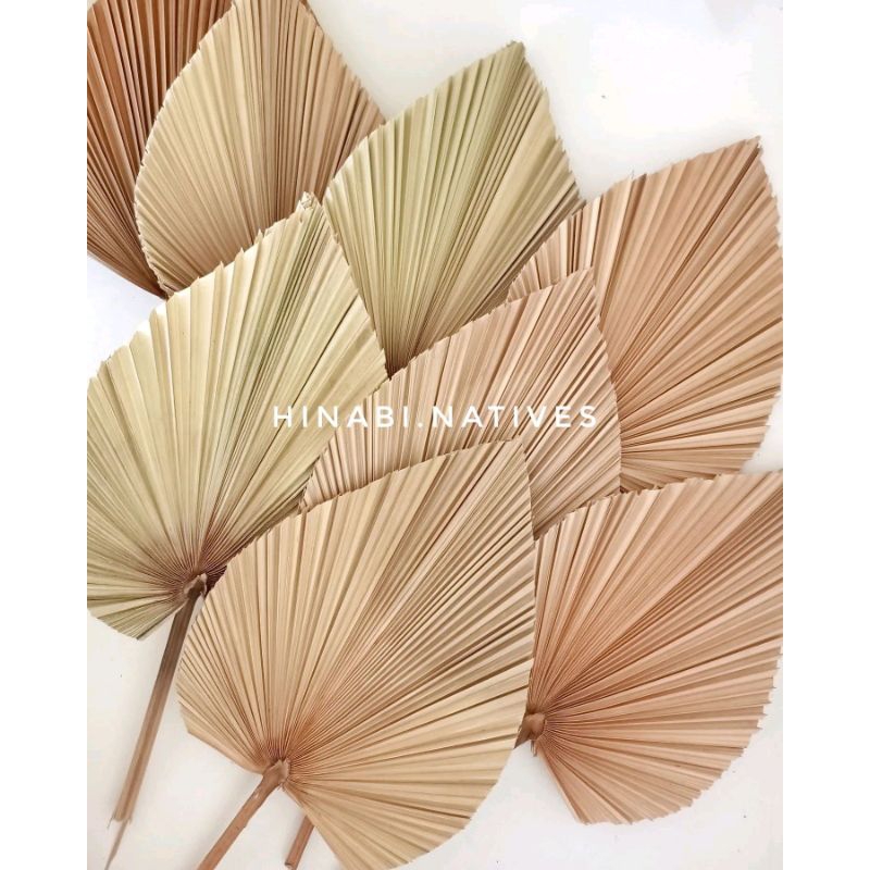 Buy 20pcs. Get 5 FREE Mini Size Anahaw | Shopee Philippines