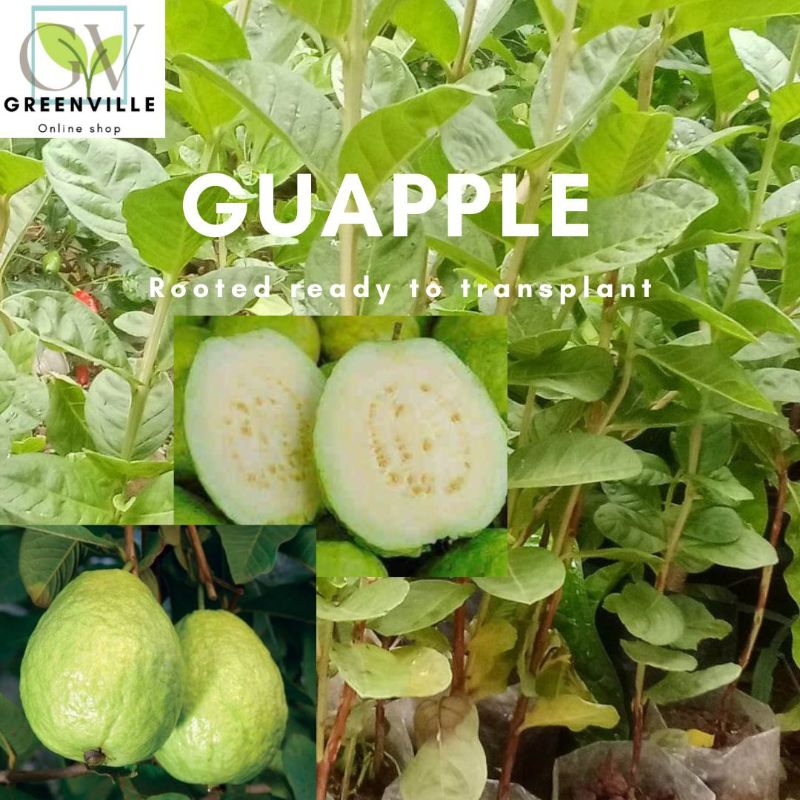 GUAPPLE SEEDLINGS Buhay na Rooted at ready to transplant High yielding ...