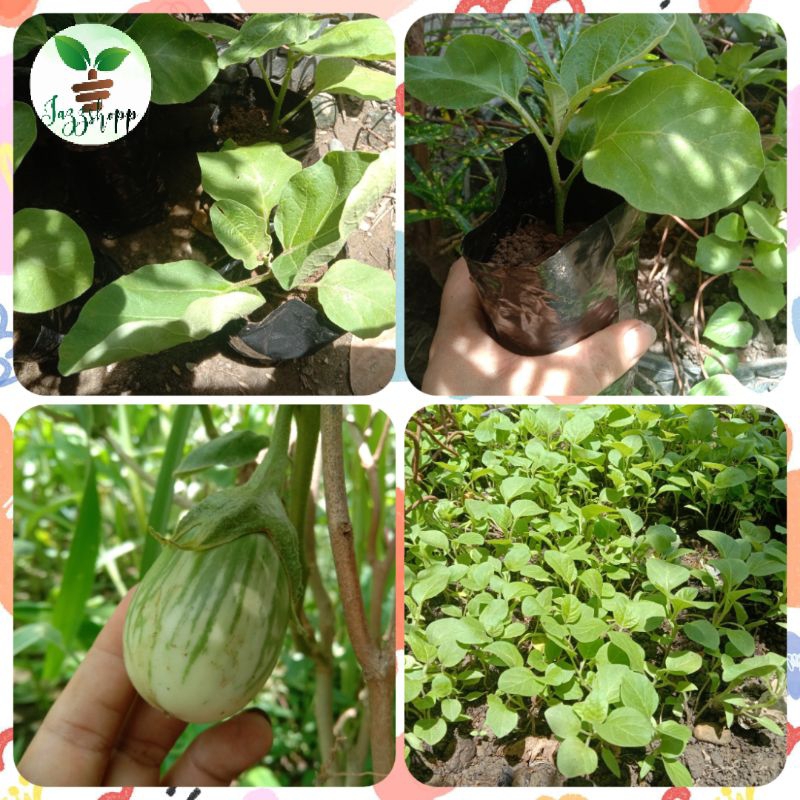 Native Talong Live Plant Seedlings (small 1pc) Luzon BUYERS only ...