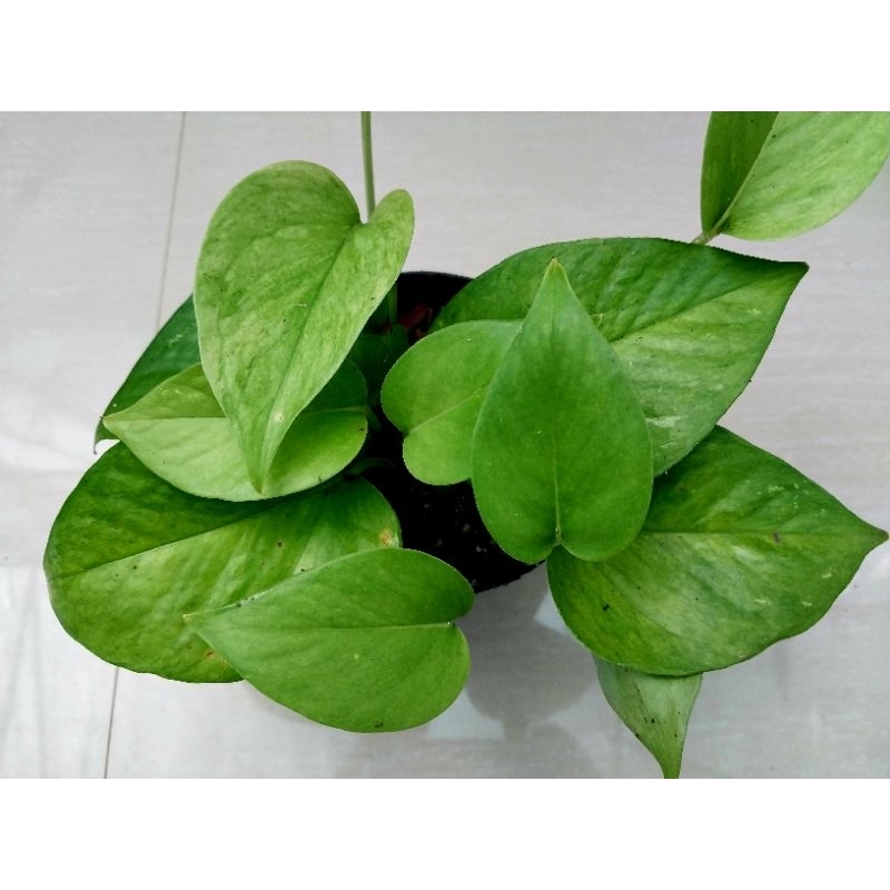 Jessenia Pothos ( Epipremnum aureum Jessenia ) | Shopee Philippines