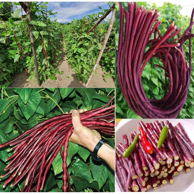 10g Beans - Red Sitao (scarlet) Red Frameless Long Red Beans Sitao ...