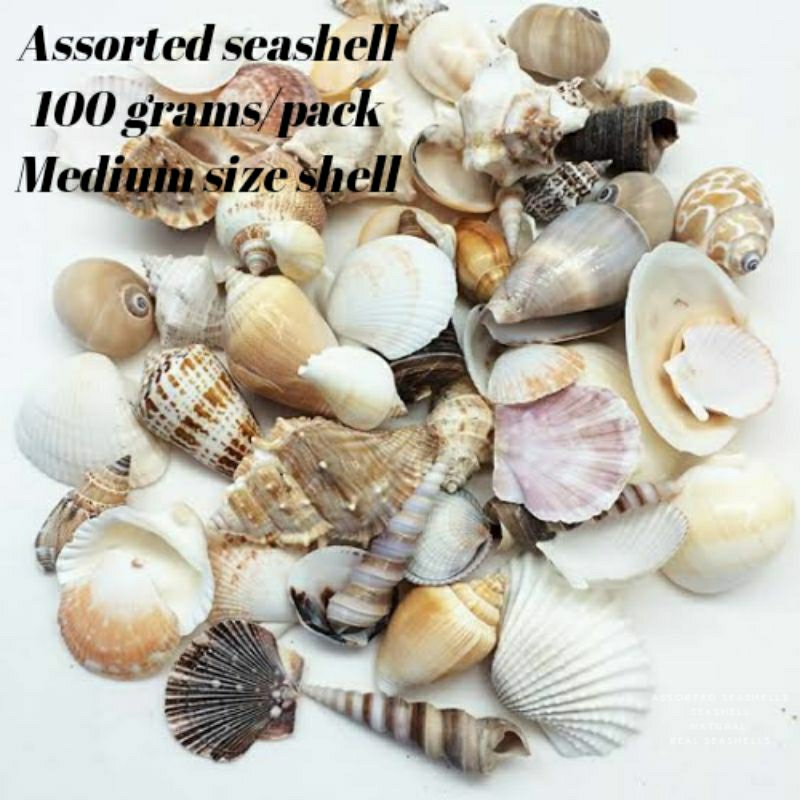 Assorted Sea Shell.(Sea Shells) 100 grams per pack Real Sea Shell ...