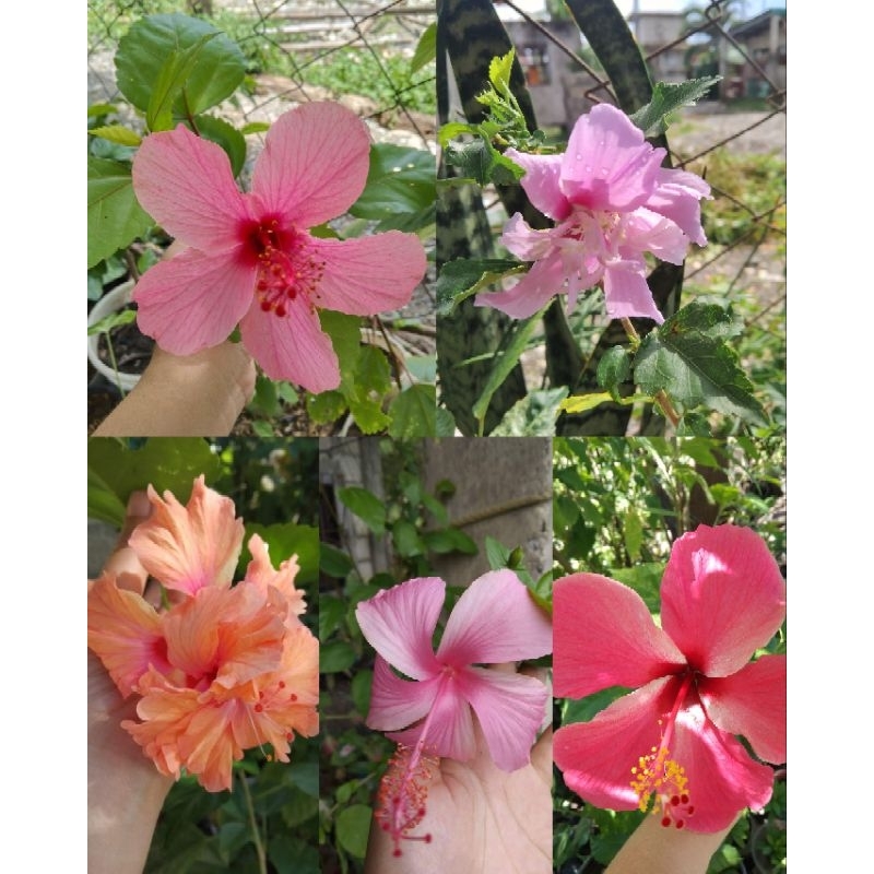 Hibiscus - Live Plant | Shopee Philippines