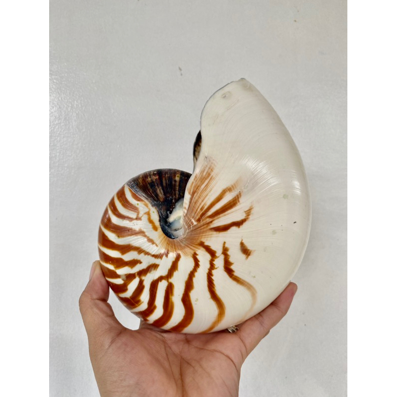 NAUTILUS SHELL TIGER COD | Shopee Philippines