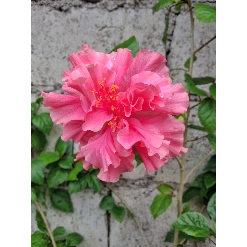 HIBISCUS - LIVE PLANT | Shopee Philippines