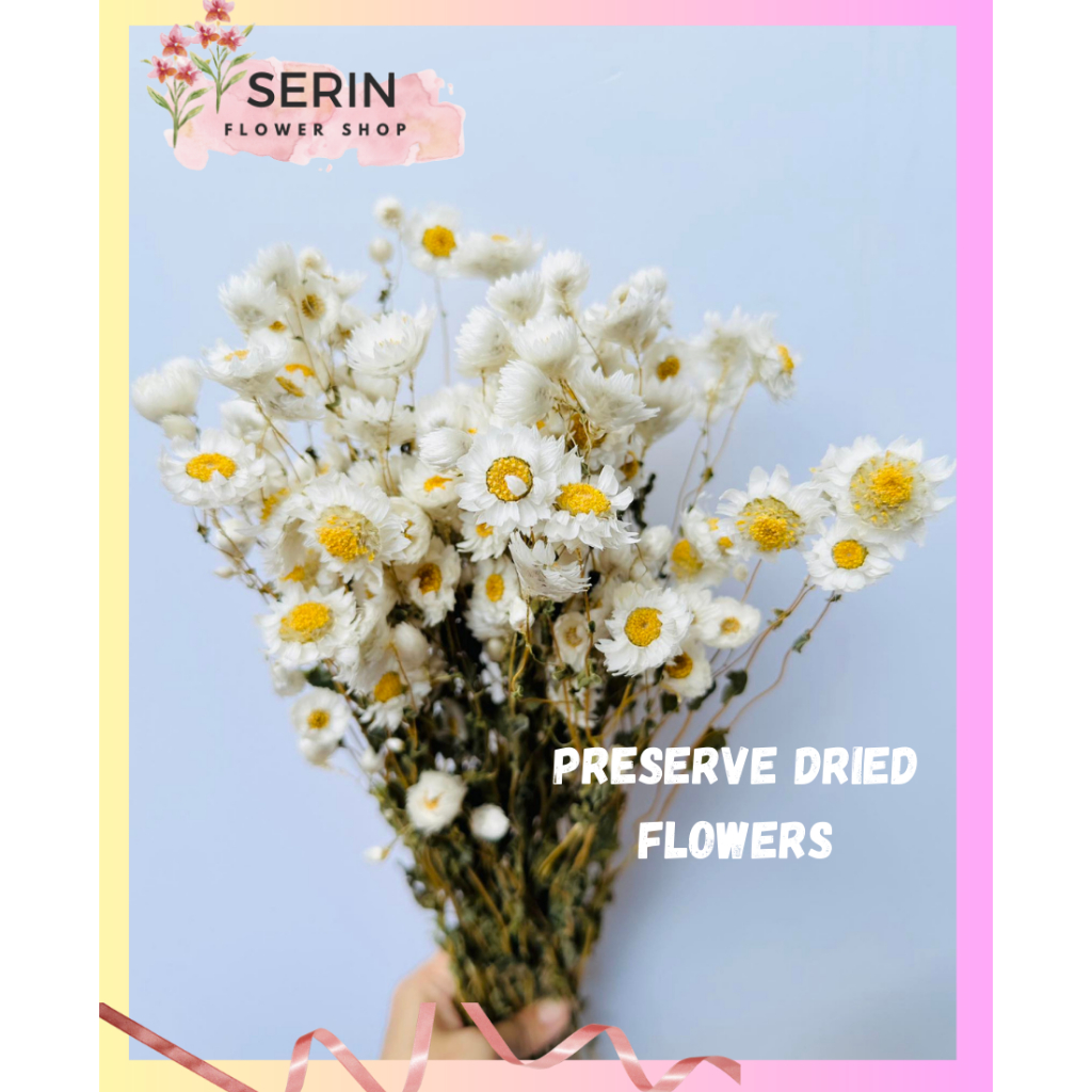 Rhodas natural dried flowers/ preserved flowers/ mini daisy for wedding ...