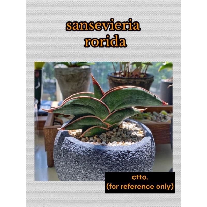 Sansevieria Rorida (Please read description) | Shopee Philippines