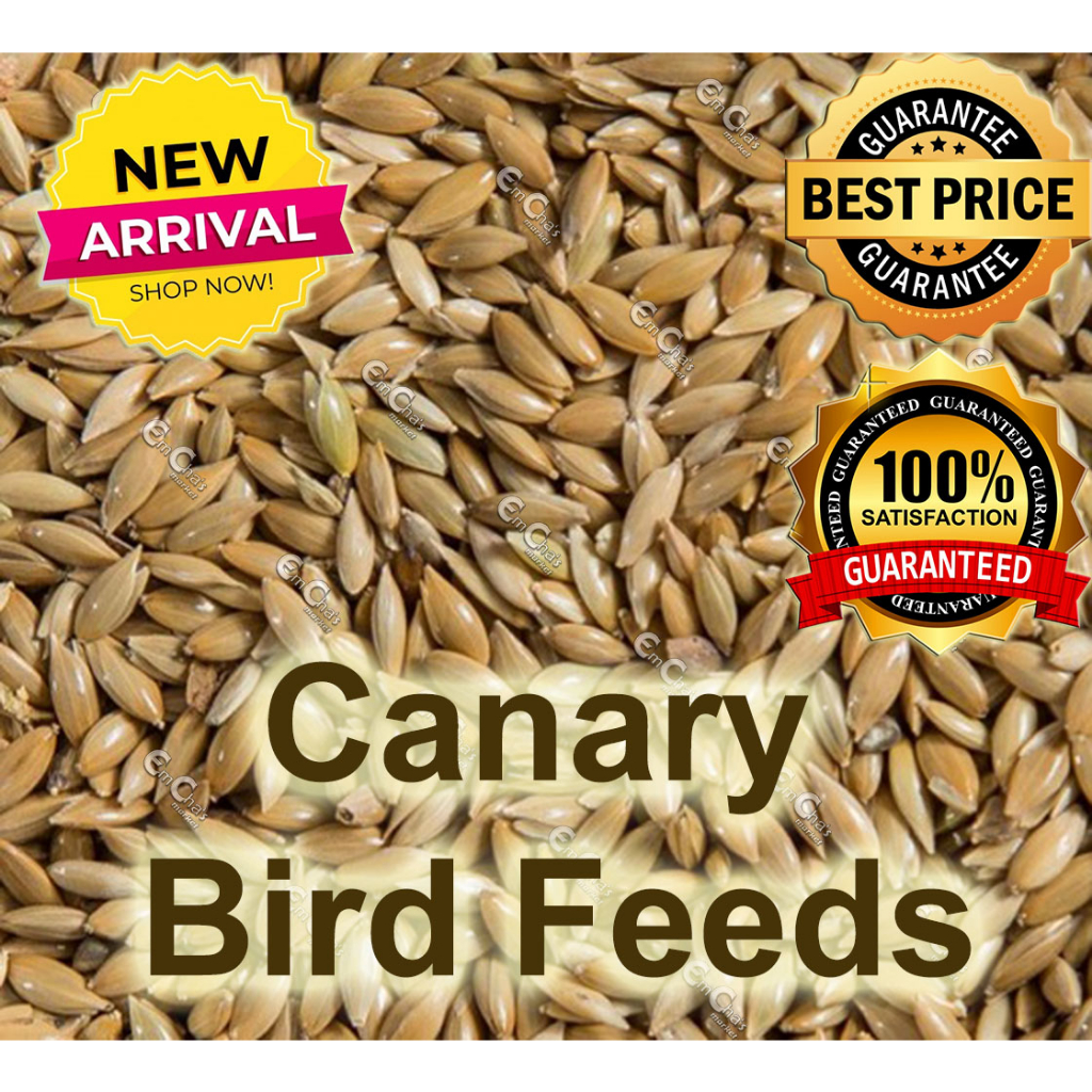 500g Canary Seeds For Bird Feeds (Brd) Bird Food Bird Seeds | Shopee ...