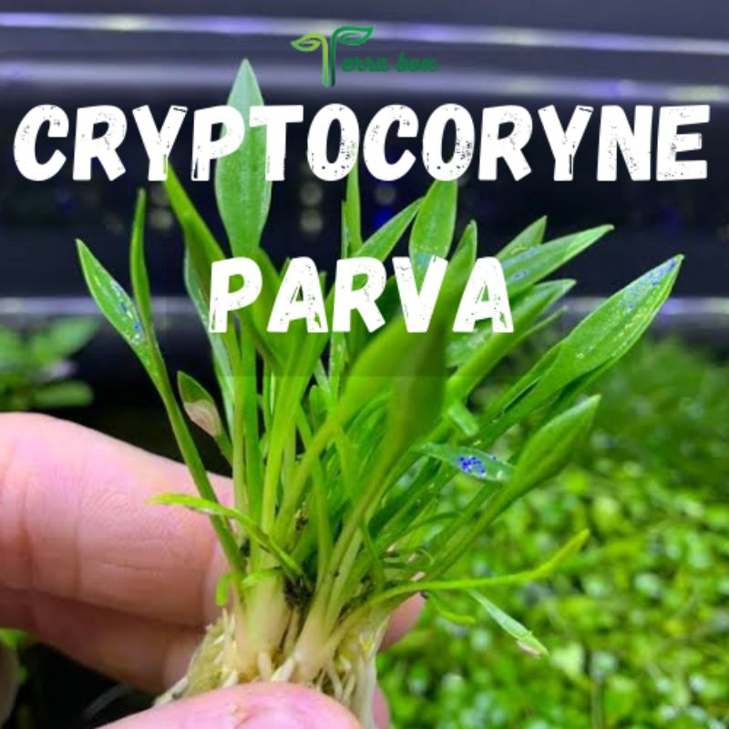 CRYPTOCORYNE, BROWN, GREEN, GREEN GECKO, WRINKLED LEAF, PARVA, ALBIDA ...