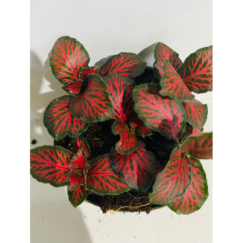 Fittonia Red Tiger (ESTABLISHED) | Shopee Philippines