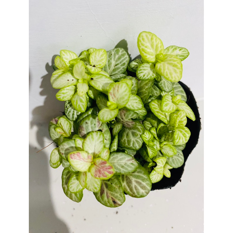 Fittonia Lime (ESTABLISHED) | Shopee Philippines