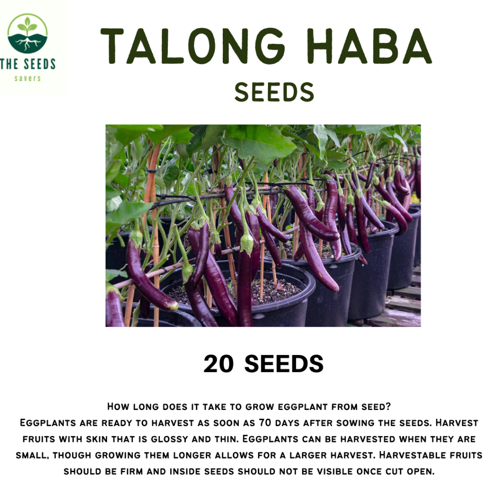 Vegetable Seeds (Pechay Talong Kamatis Upo Okra Labuyo Sitaw Carrot ...