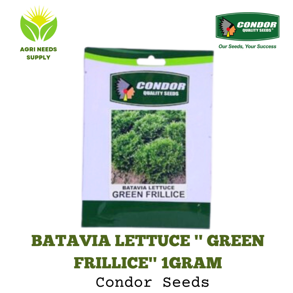 Batavia Lettuce '' Green Frillice'' / Condor Sachet (1gm) | Shopee ...