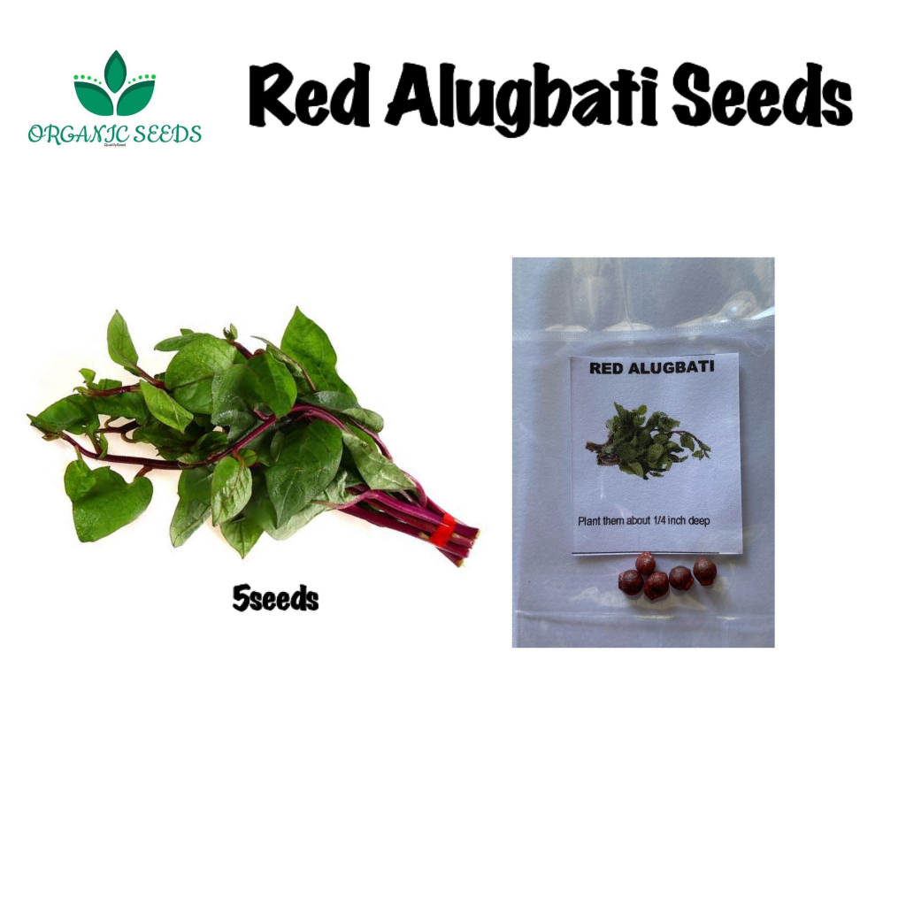 Red Alugbati/high quality - (5pcs seeds) | Shopee Philippines