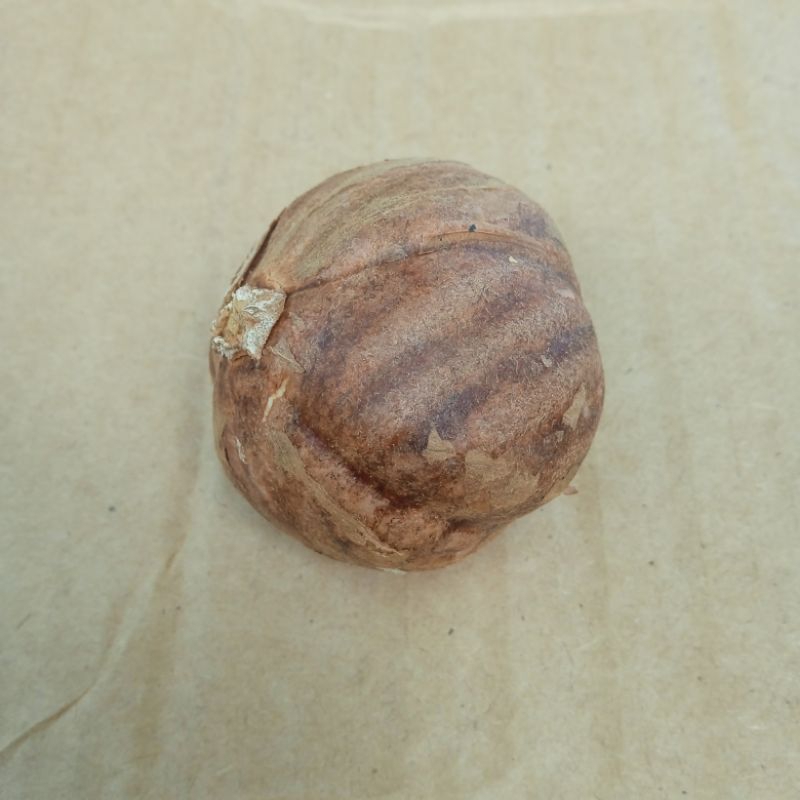 *bitoon seed gamot sa bukol, goiter, cyst at iba pa (1kilogram ...