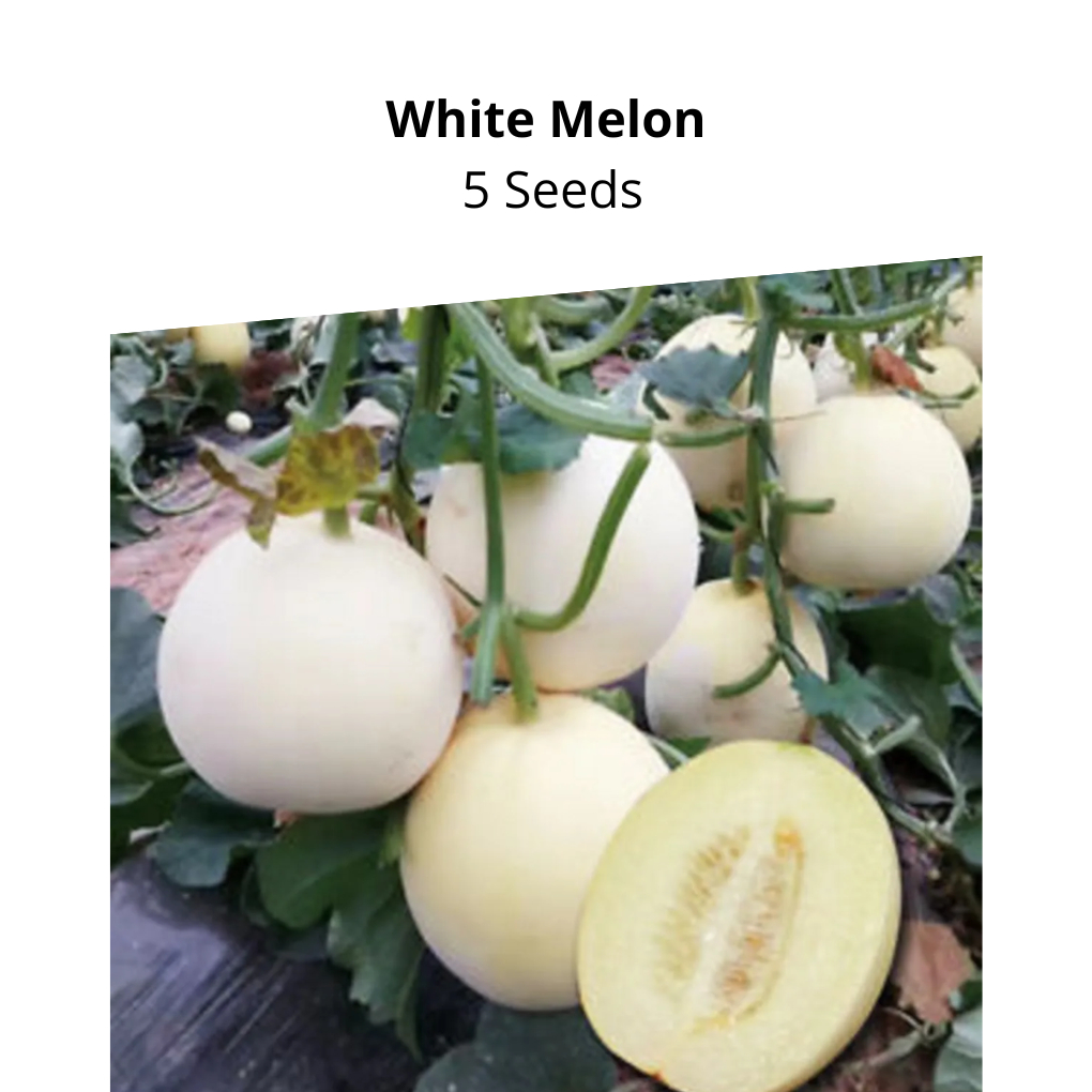 White Melon 5 Seeds per pack | Shopee Philippines