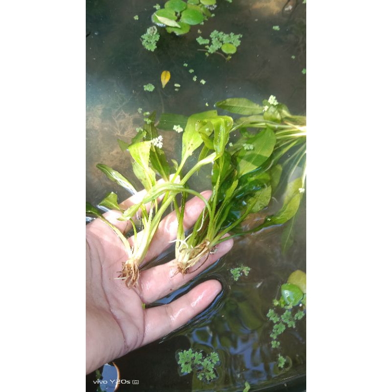 aquatic plants AMAZON SWORD | Shopee Philippines