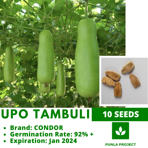 UPO 10 seeds Bottle Gourd Tambuli vegetable repacked seeds gardening ...