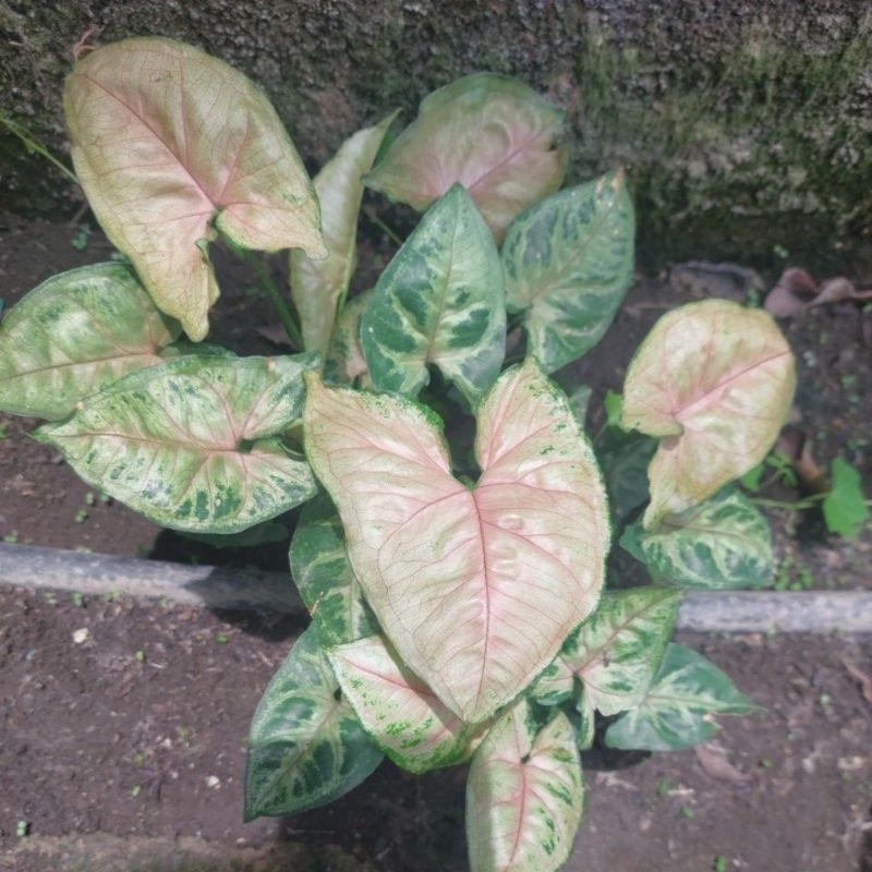 Caladium,Aglonema,Walichii,Moses in the cradle planters | Shopee ...