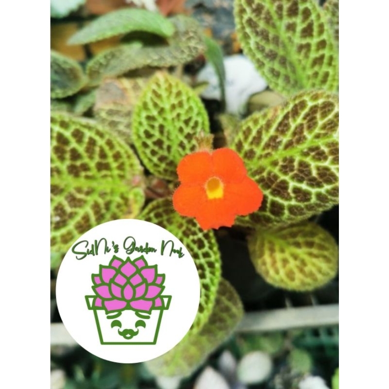 Episcia Varieties Cuttings | Shopee Philippines