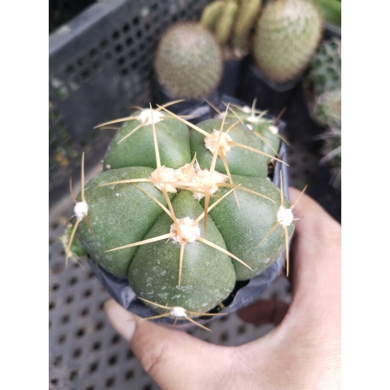 G Y M N O C A L Y C I U M Buenekeri (5 ribs tomato cactus) Garden Decor | Shopee Philippines