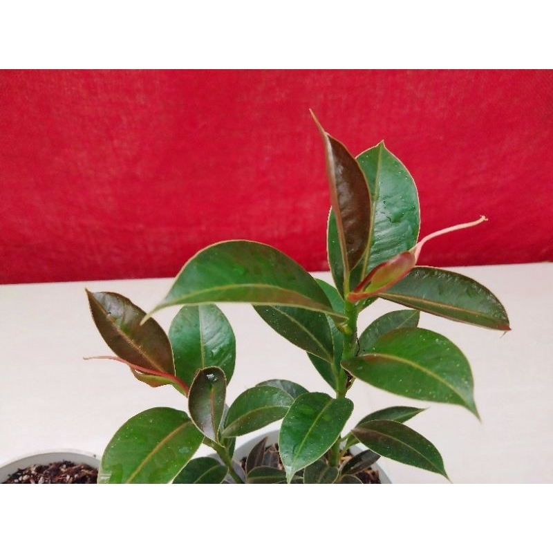 Dwarf / Baby Burgundy Rubber Tree (Ficus elastica) | Shopee Philippines